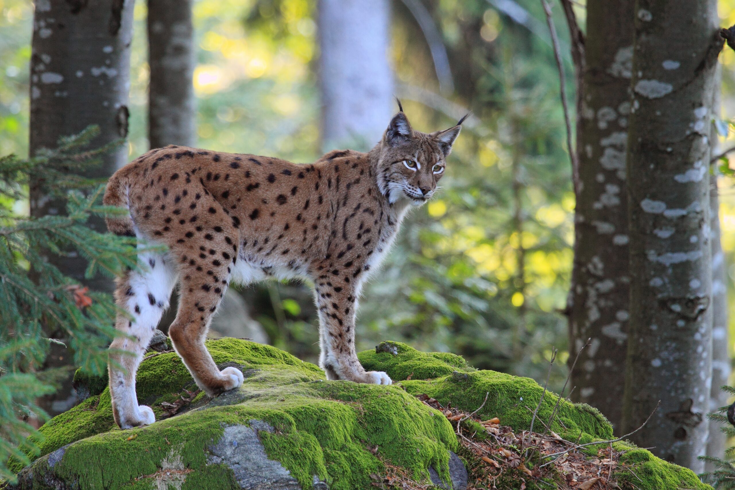 Jesenski počitniški dvojček: Ris – Kinodvor